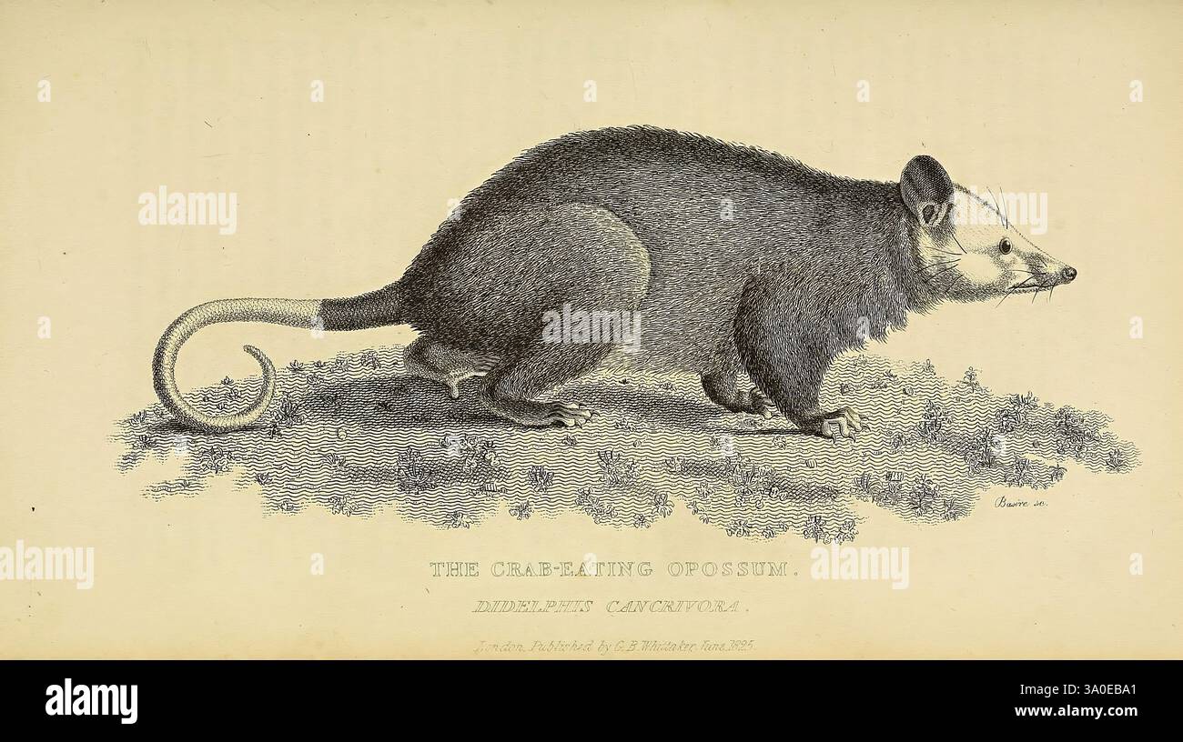 The class Mammalia, London, Printed for Geo. B. Whittaker, 1827 ...