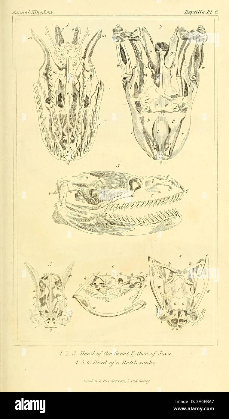 Intricate depictions of animal skulls hi-res stock photography and ...