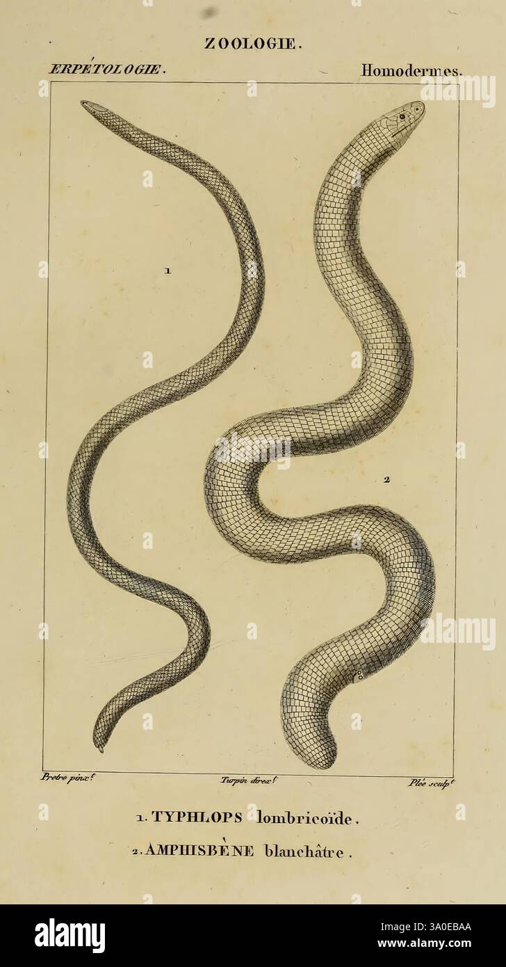 Dictionnaire des sciences naturelles, Strasbourg, Paris, F. G. Levrault ...