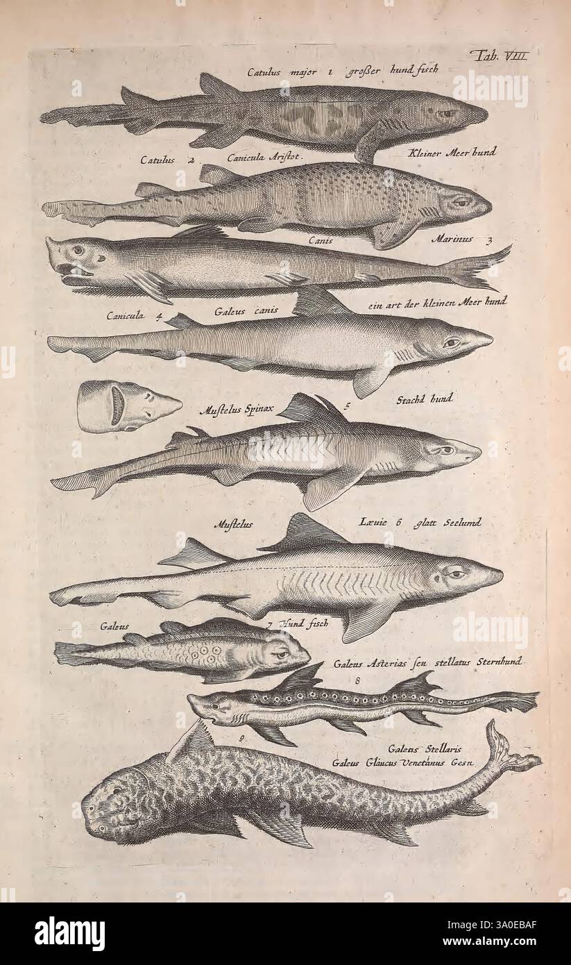 Sizes of fish labeled hi-res stock photography and images - Alamy