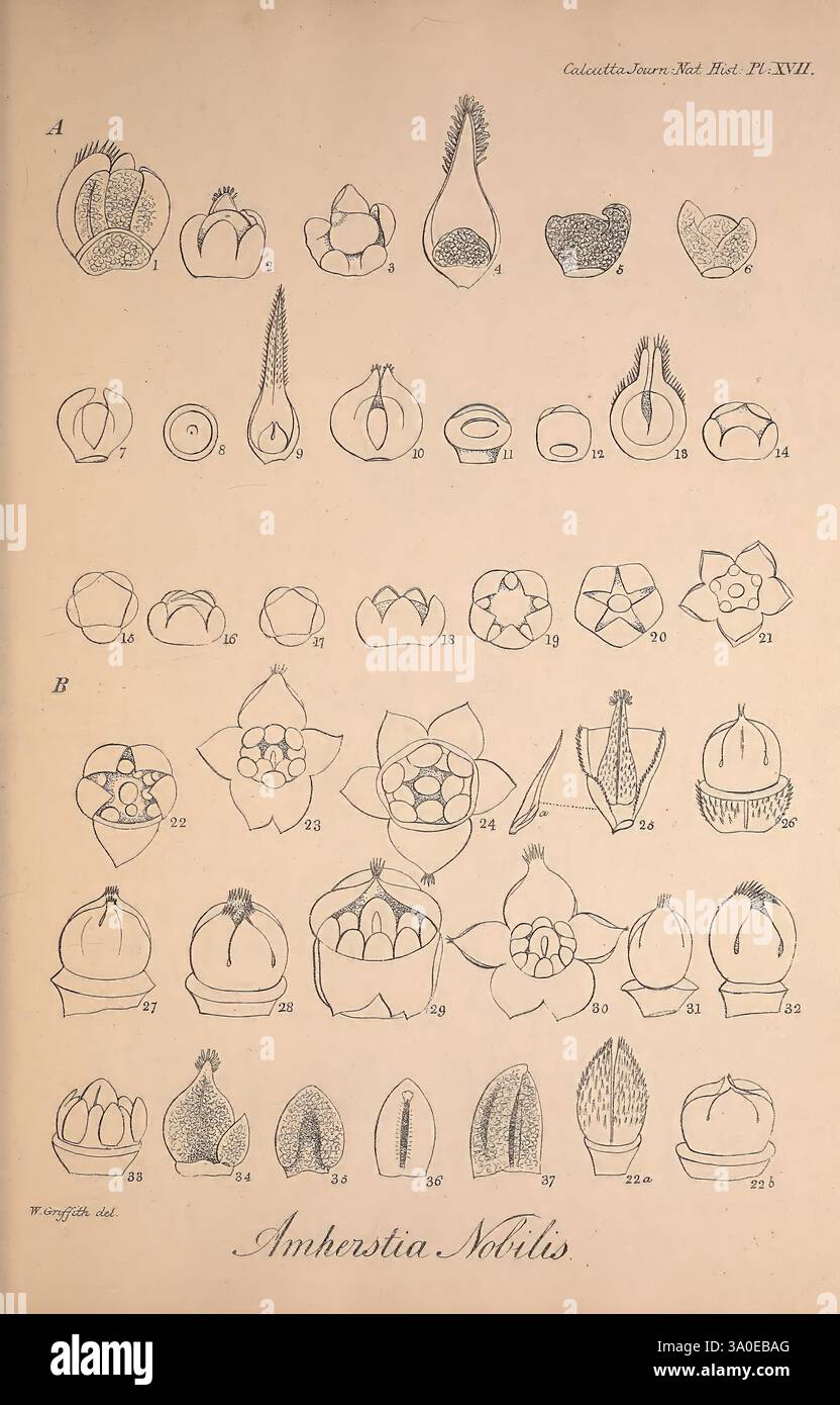 Top section features different seed pod shapes hi-res stock photography ...