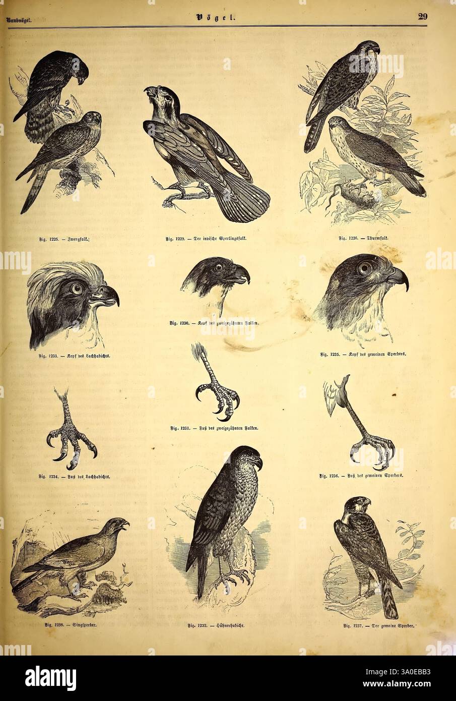 Showcasing distinctions in feather patterns hi-res stock photography ...