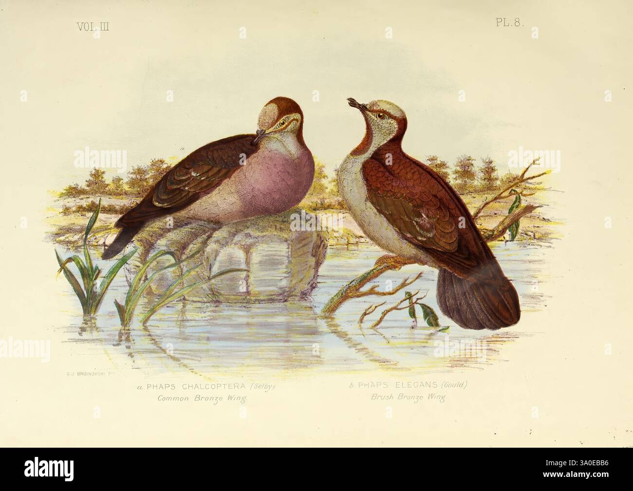 The birds of Australia, Melbourne C. Stuart & co, 1890-91, Australia ...