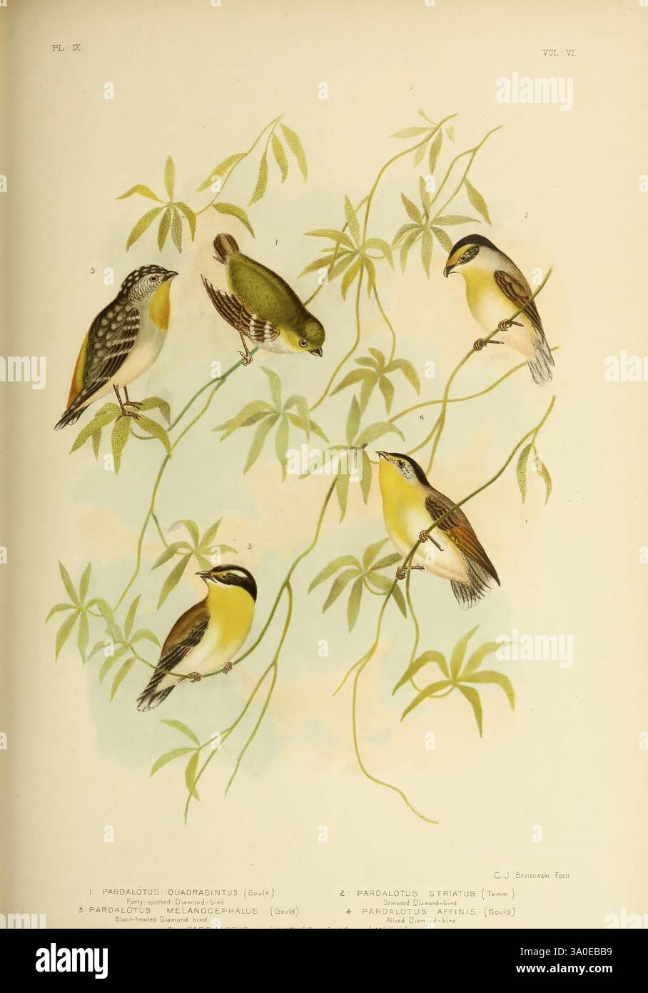 The birds of Australia, Melbourne C. Stuart & co, 1890-91, bird, birds ...