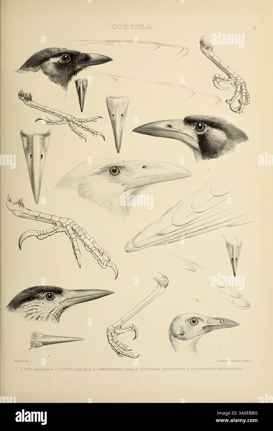 Intricate structures of bird legs hi-res stock photography and images ...