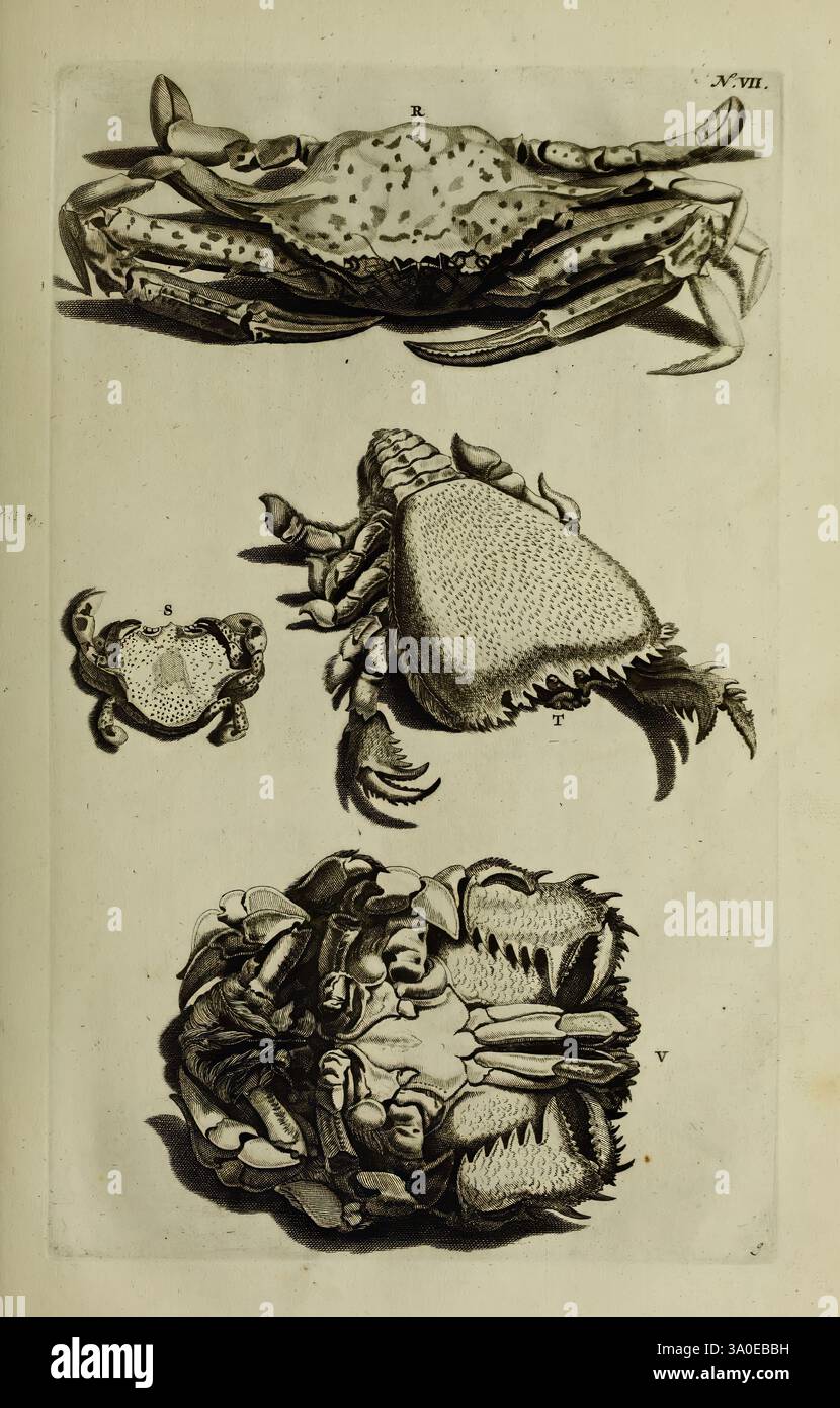 Series of detailed illustrations of crabs hi-res stock photography and ...