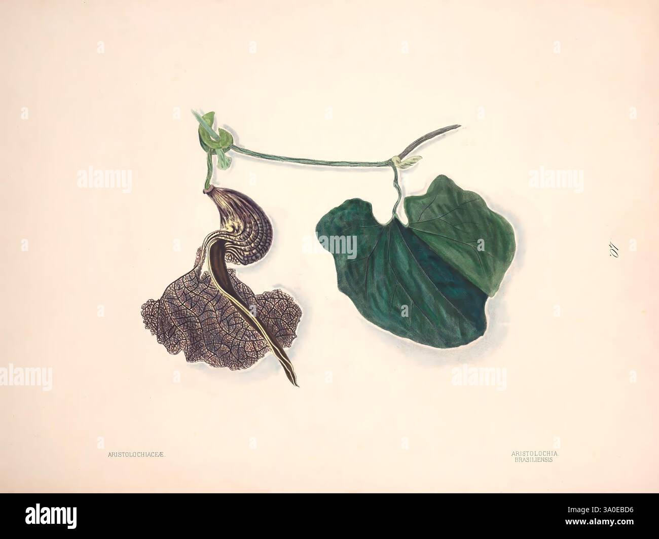 Brazilian flowers drawn from nature in the years 1880-1882, Coombe ...