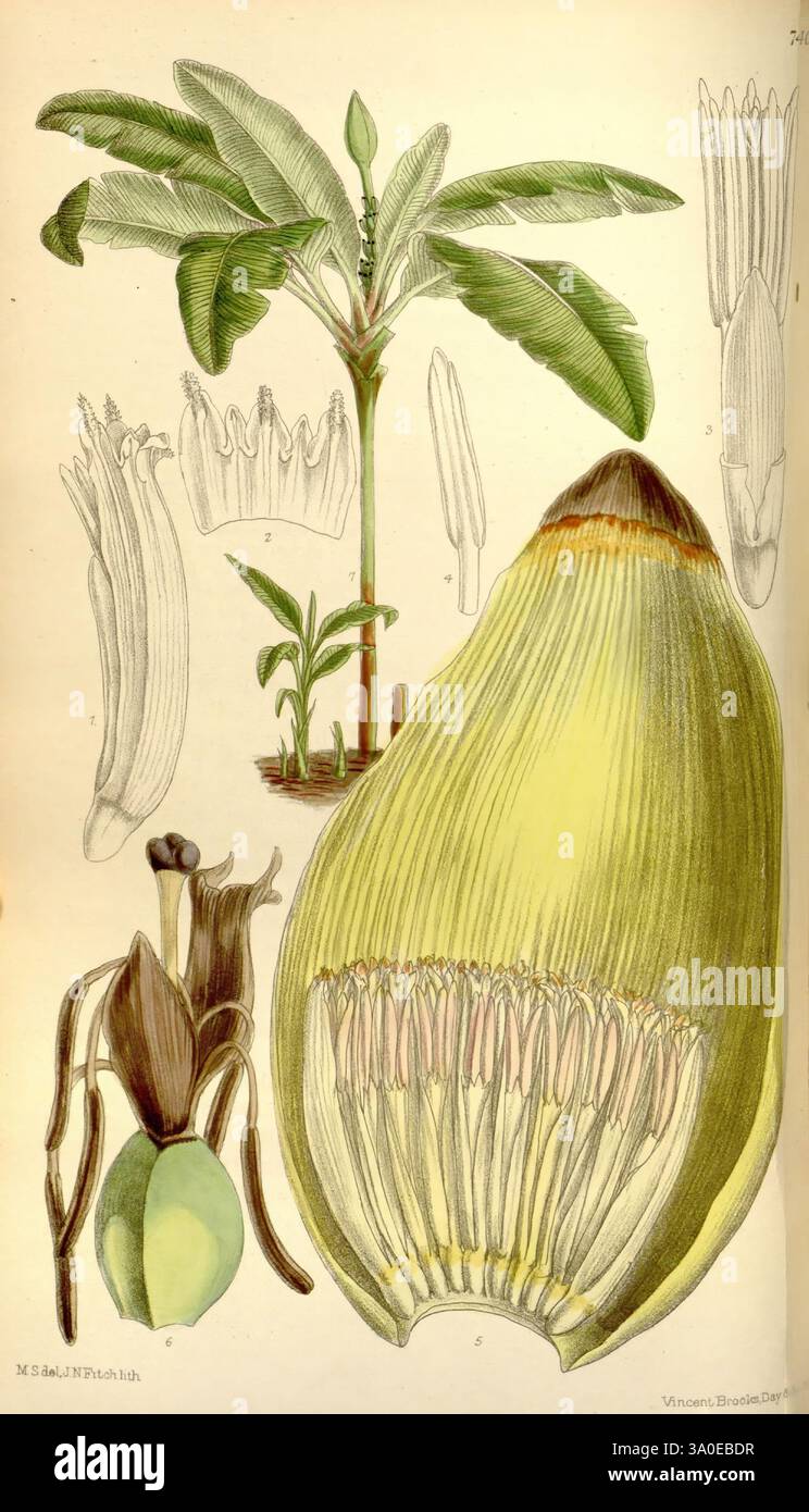 Curtis's Botanical Magazine London New York Botanical Illustration ...