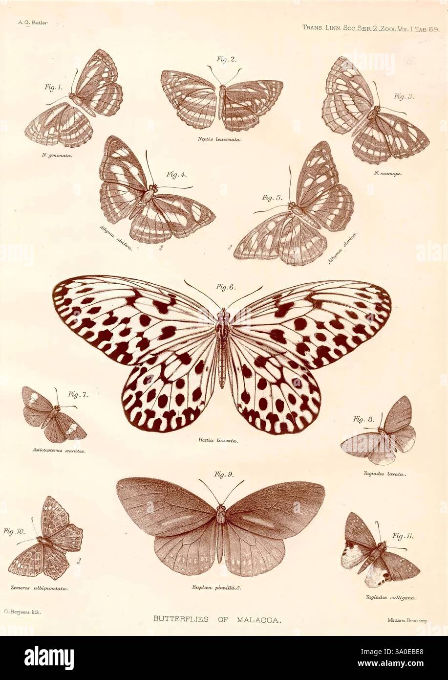 The Butterflies of Malacca, London, The Society, 1879. Butterflies ...