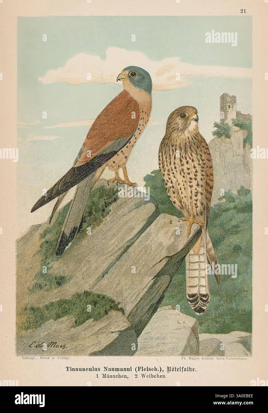 Sporting vibrant reddish brown plumage hi-res stock photography and ...