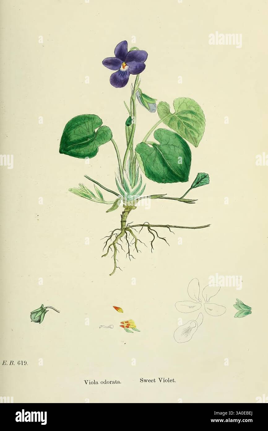 Closed flower add depth hi-res stock photography and images - Alamy