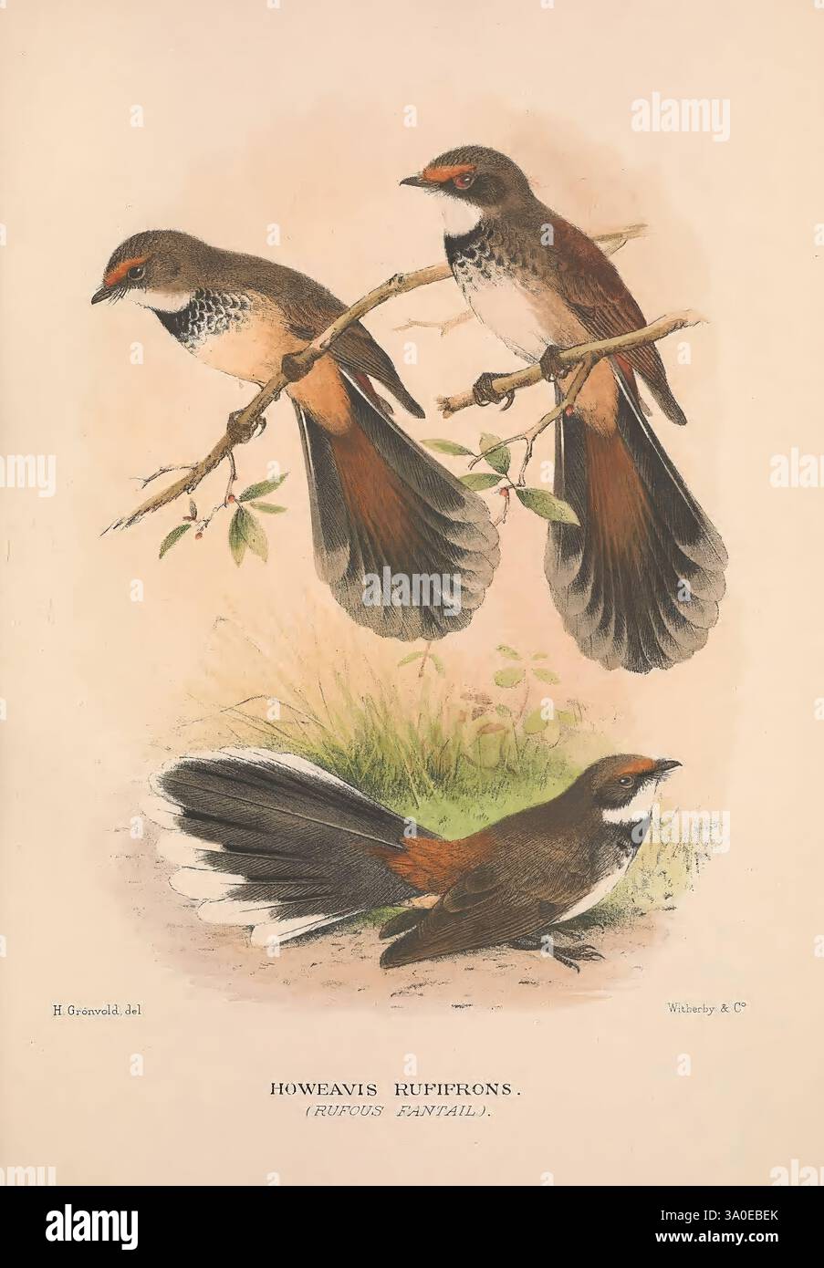 Species howea rufipennis hi-res stock photography and images - Alamy