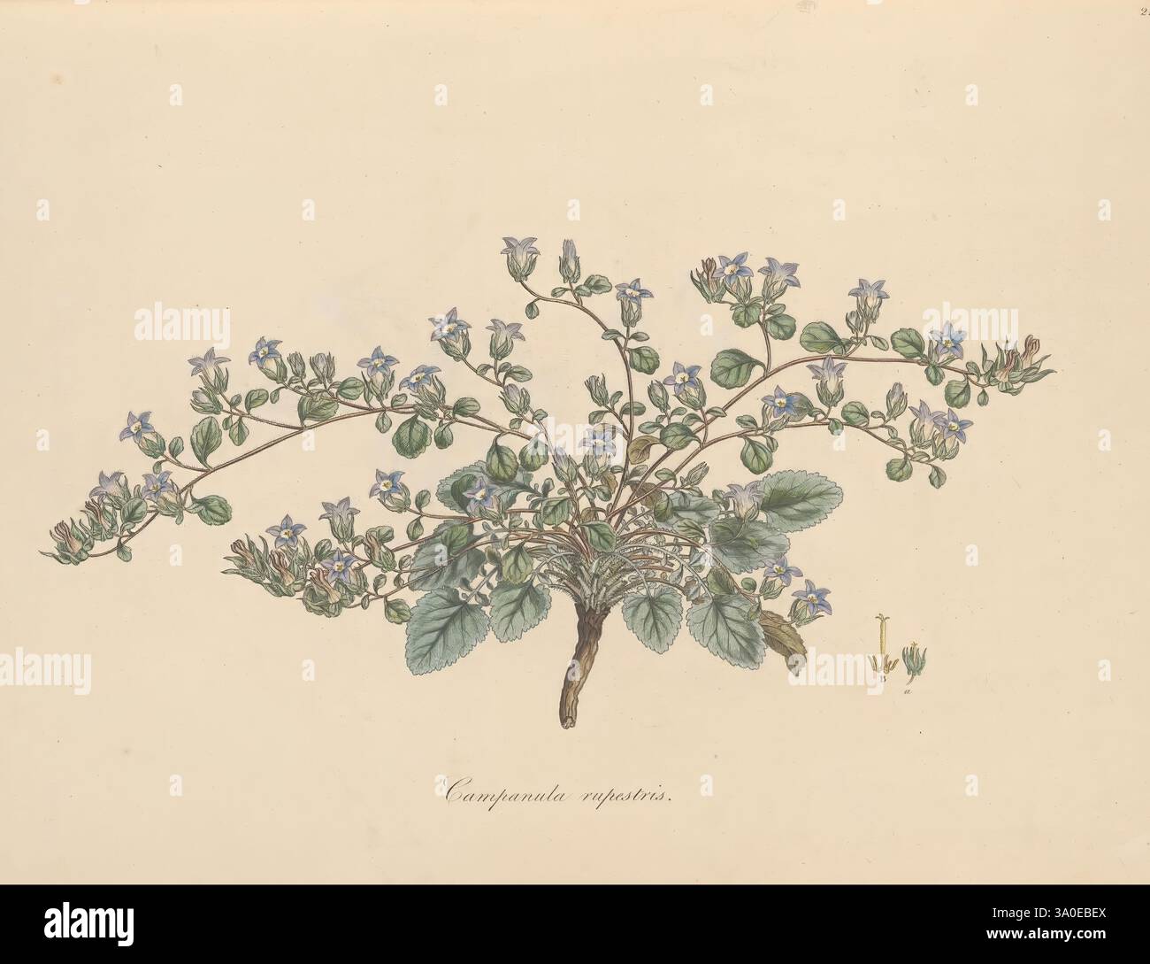 Flora Graeca, sive, Plantarum rariorum historia, quas in provinciis aut ...