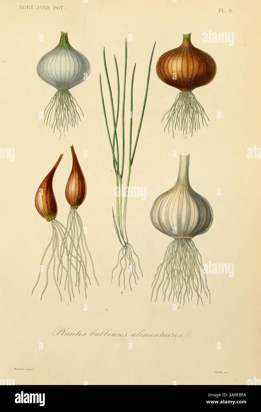 Varieties of edible onion plants hi-res stock photography and images ...