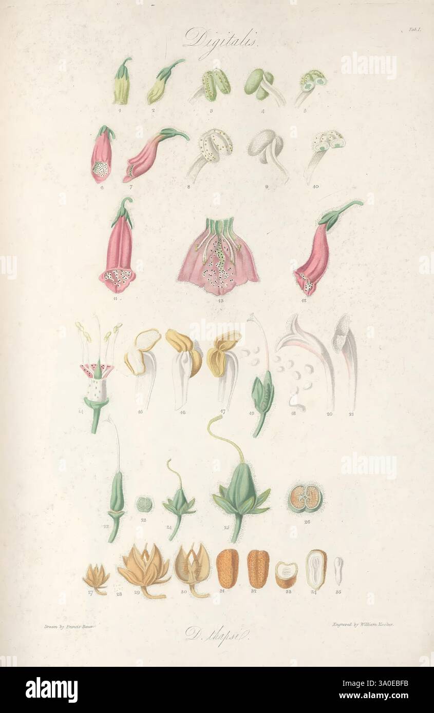 Anatomy of different floral parts hi-res stock photography and images ...