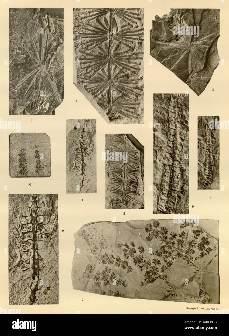 Mededeelingen van 's Rijks Herbarium Leiden Rijks Universiteit Rijks ...