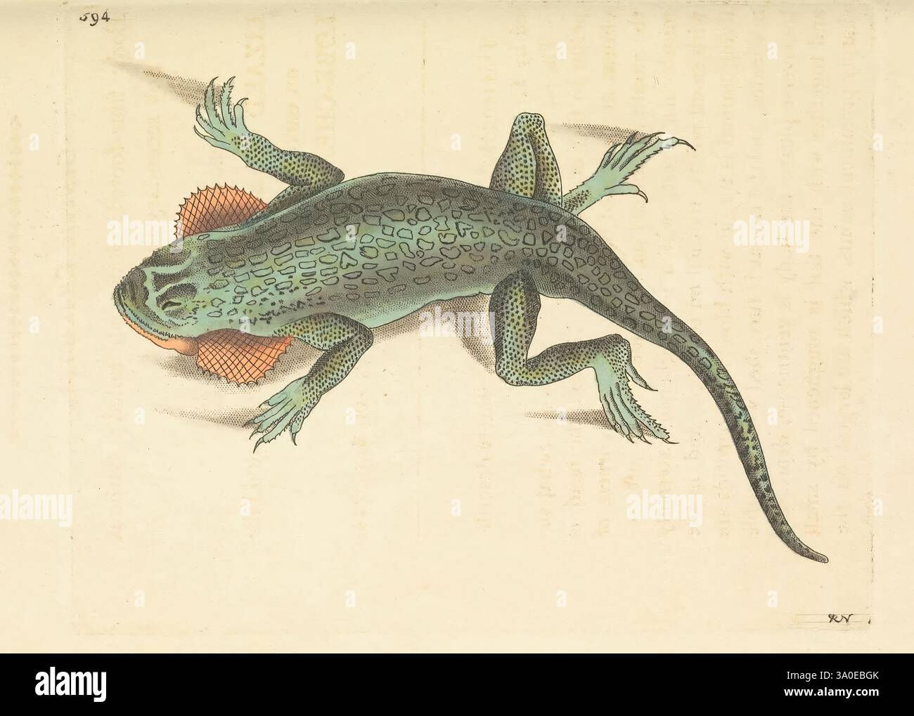 Lizards dynamic pose hi-res stock photography and images - Alamy