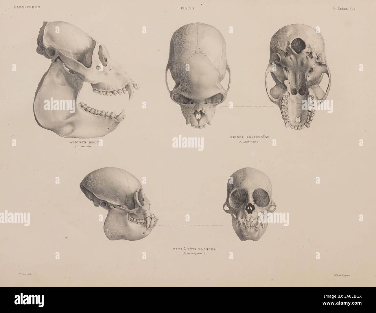 Ostéographie ou Description iconographique comparée du squelette et du ...