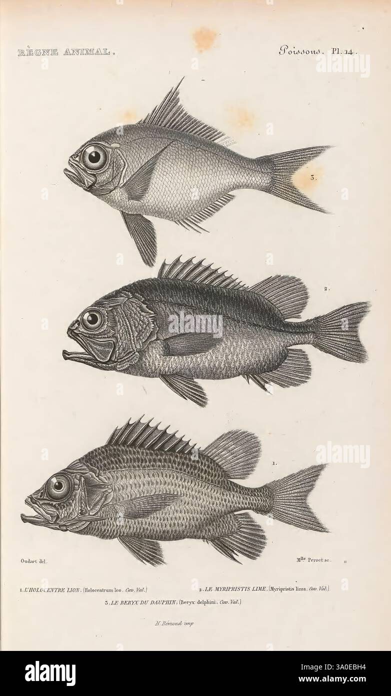 Le règne animal distribué d'après son organisation Paris, 1836-1849 ...