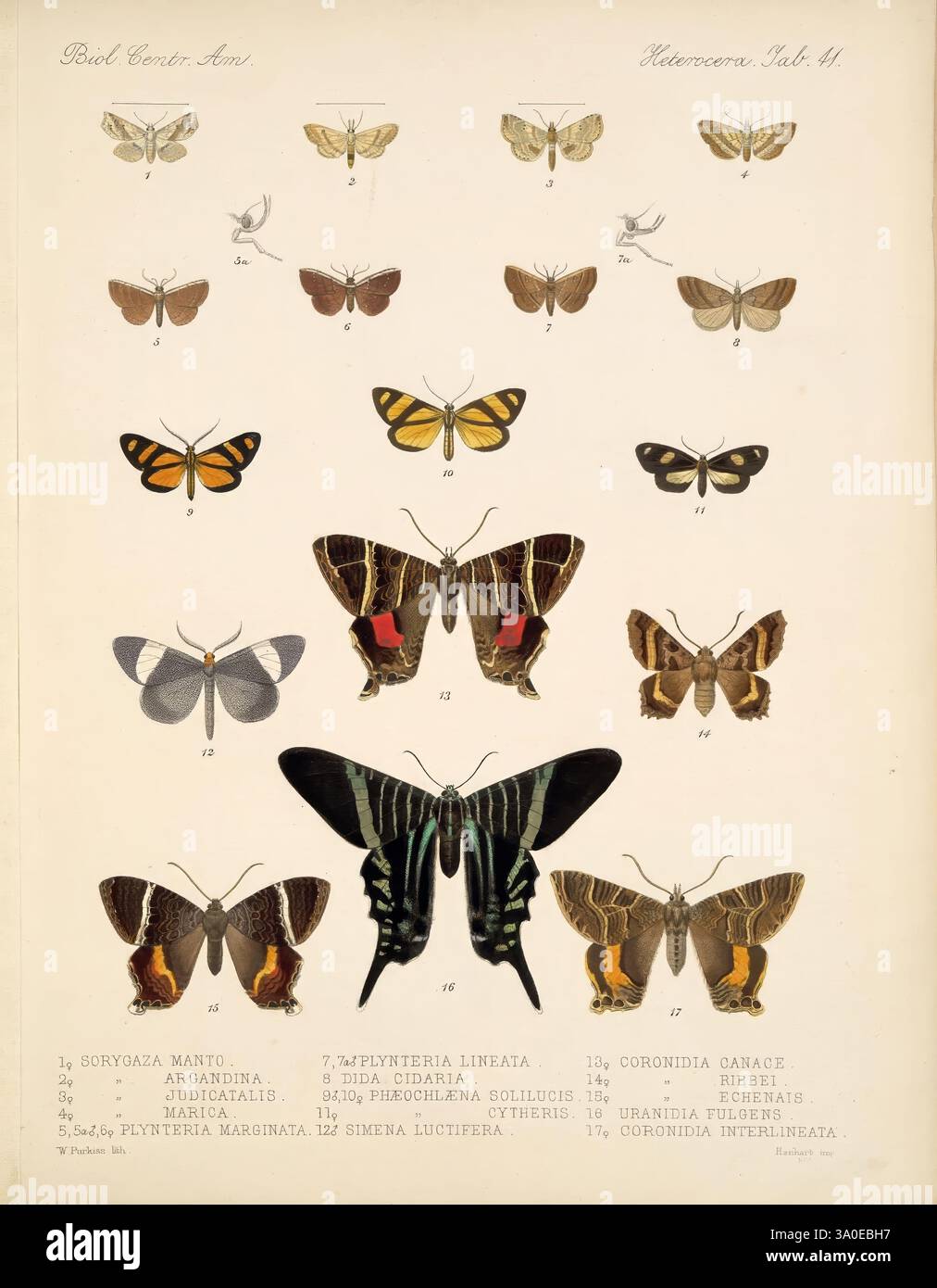 Exhibit striking features hi-res stock photography and images - Alamy