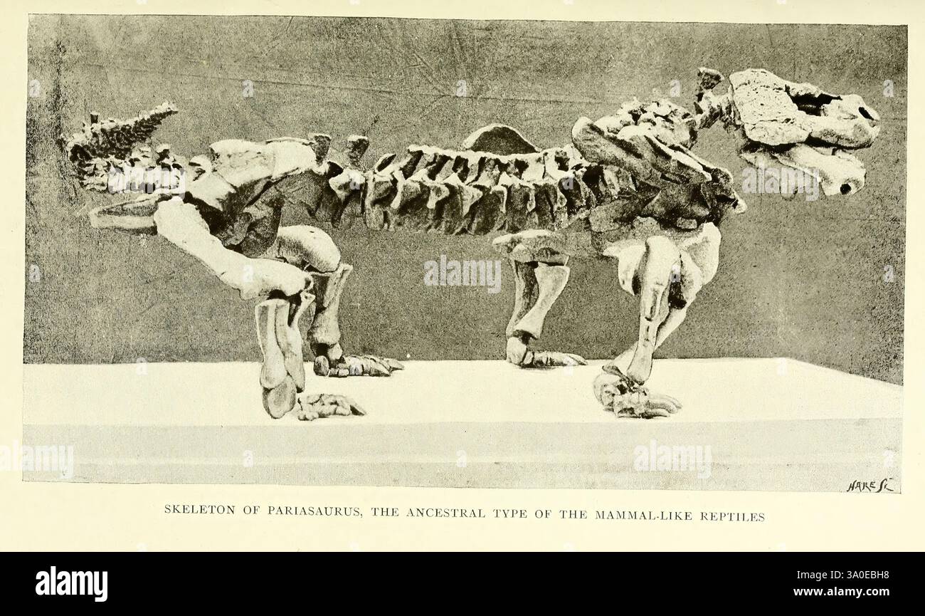 Reptiles, amphibians, fishes, lower chordata, London, Methuen, 1912 ...