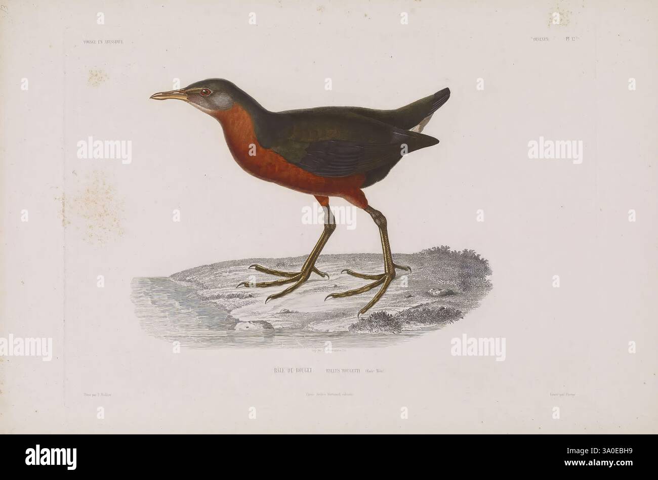 Elongated toes hint hi-res stock photography and images - Alamy