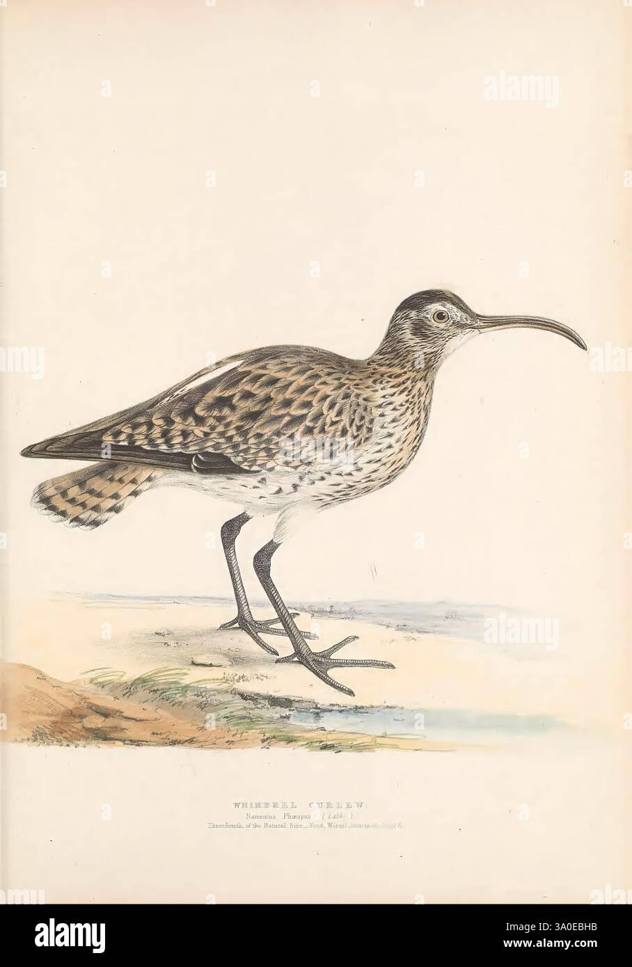 Curlews feathers display hi-res stock photography and images - Alamy