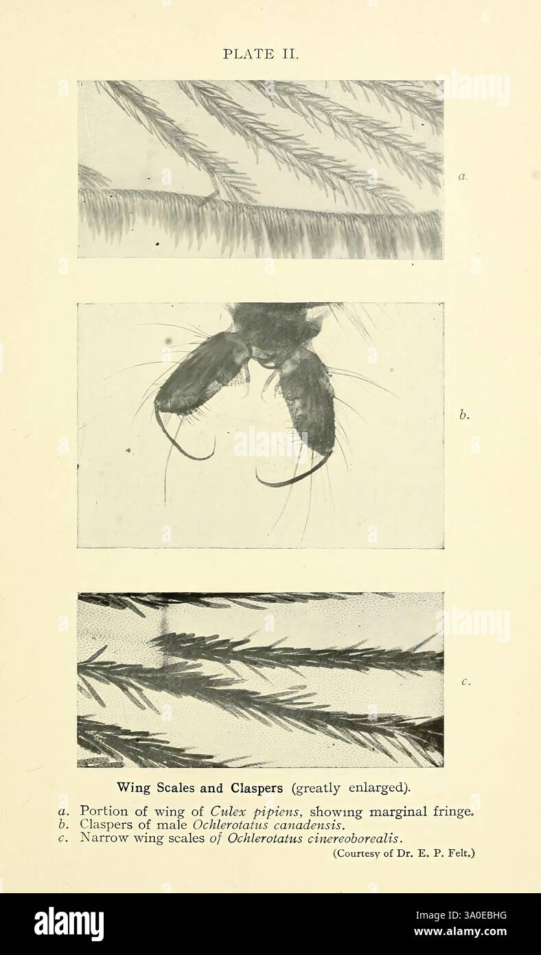 Marginal fringe hi-res stock photography and images - Alamy