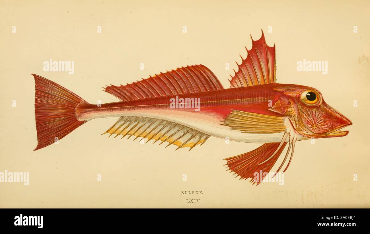 A history of the fishes of the British Islands, 1862-65, Great Britain ...