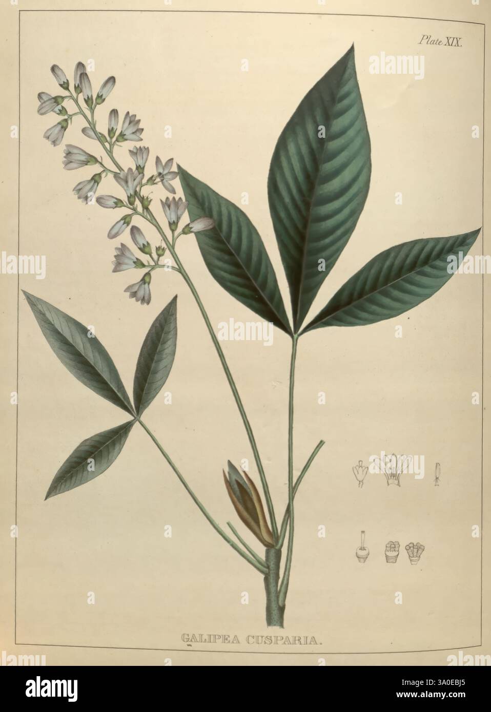 Alternating leaf arrangements hi-res stock photography and images - Alamy