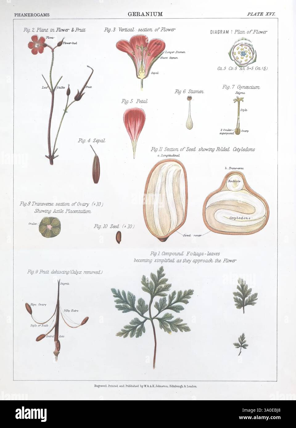 The botanical atlas New York The Century Co. 1883 botany cryptogams ...