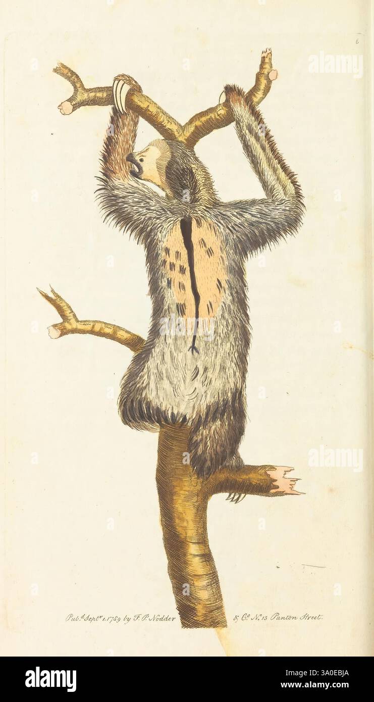 Sloths in a tree art hi-res stock photography and images - Alamy