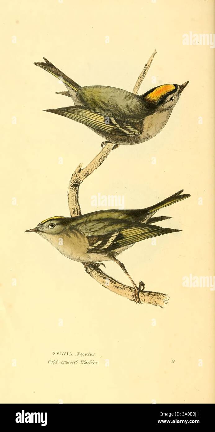 Gold crowned kinglets hi-res stock photography and images - Alamy