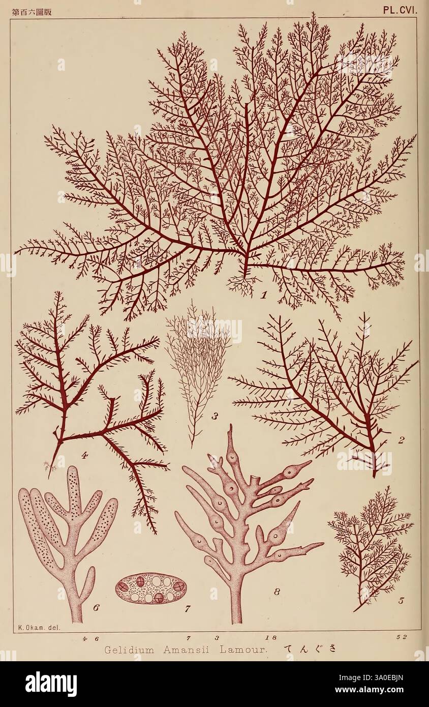 Icones of Japanese algae Tokyo, Kazamashobo 1907-1942 Japan Algae ...