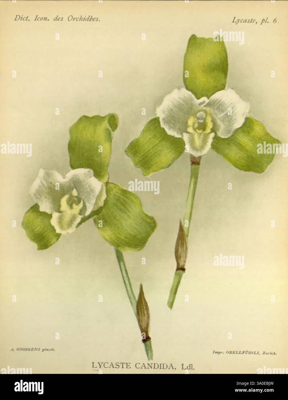 Dictionnaire iconographique des orchidees, 1896-1907 botany Orchidaceae ...