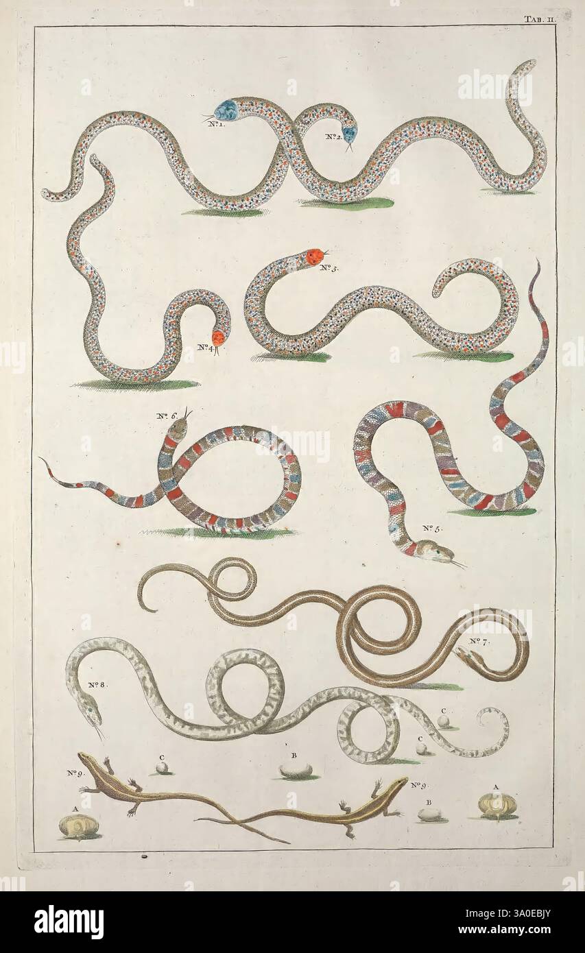 Locupletissimi rerum naturalium thesauri accurata descriptio, et ...