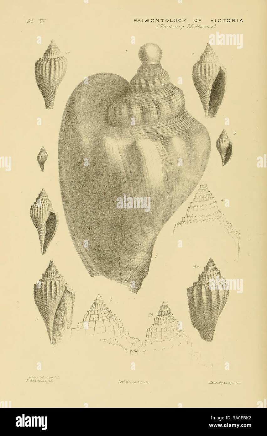 Highlighting different shell types hi-res stock photography and images ...