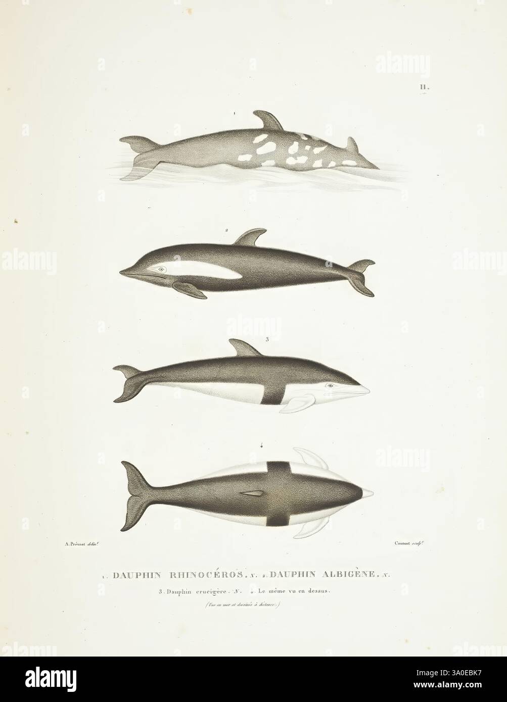 World museum victoria dolphin taxonomy hi-res stock photography and ...