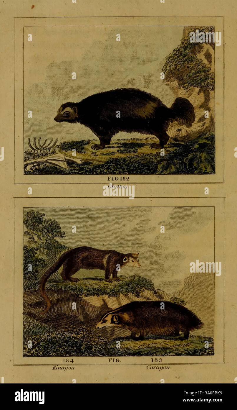 Buffon's, Natural, history, London, Printed, for the, Proprietor and ...