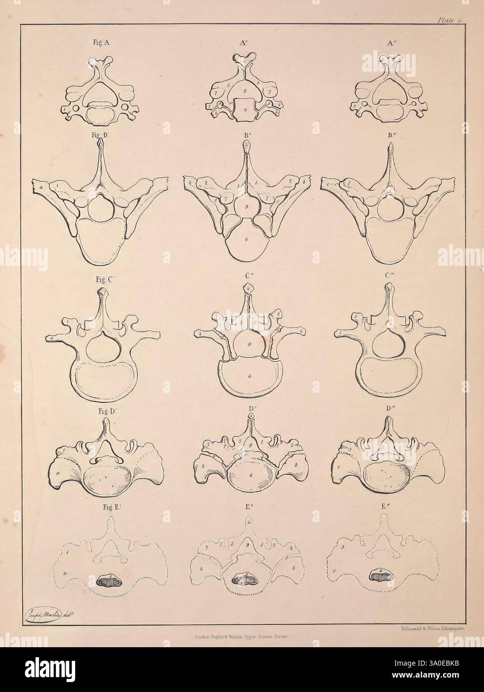 Comparative, osteology, London, Taylor and, Walton, 1847, bones, This ...