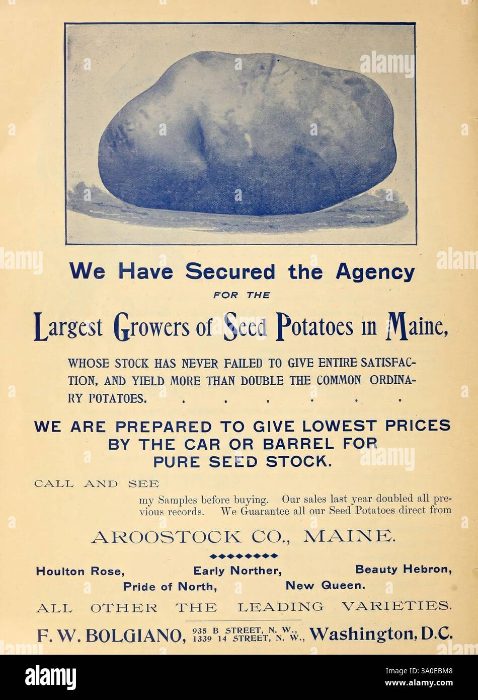 Superior seed potatoes hi-res stock photography and images - Alamy