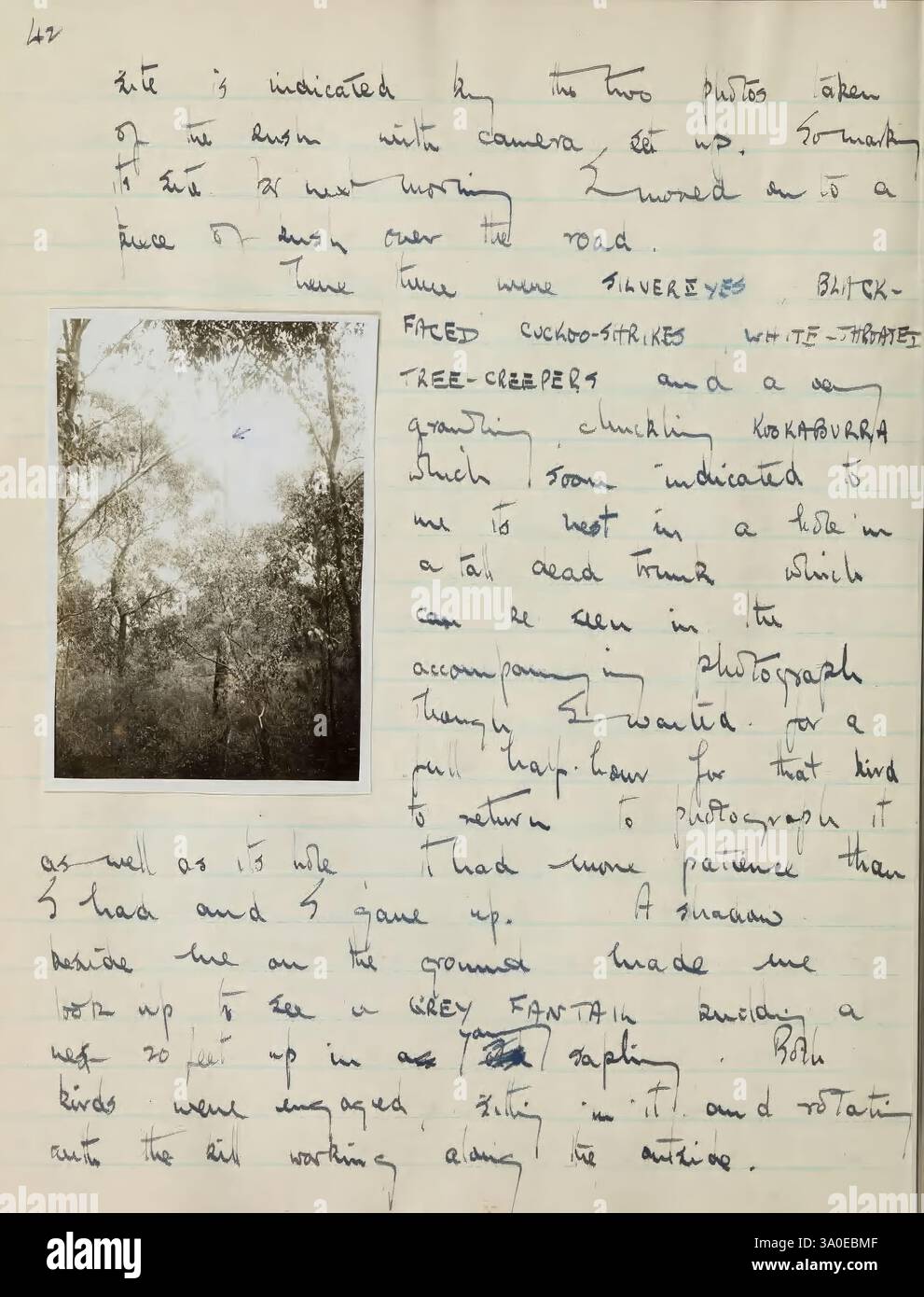 Ornithological Field Diaries of A. Graham Brown 1947-1957, A ...