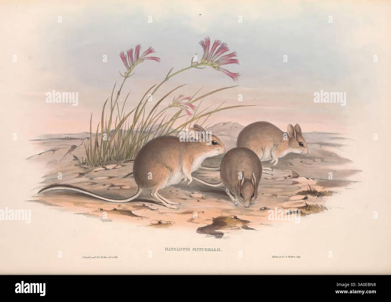 The mammals of Australia, pub. by the author 1863, Australia, mammals ...