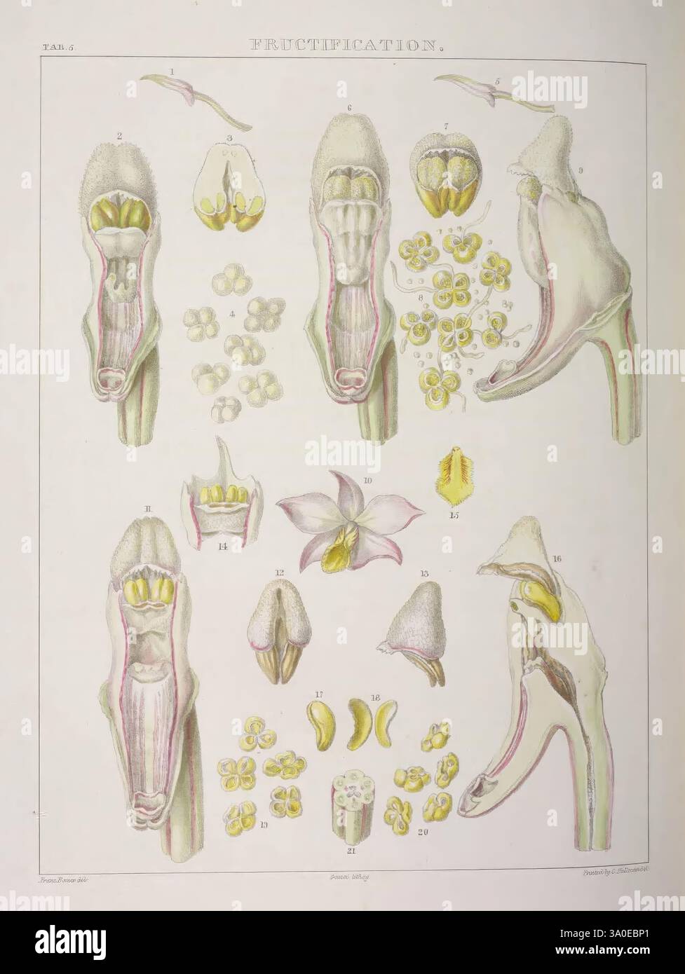 Features detailed depictions of flower anatomy hi-res stock photography ...
