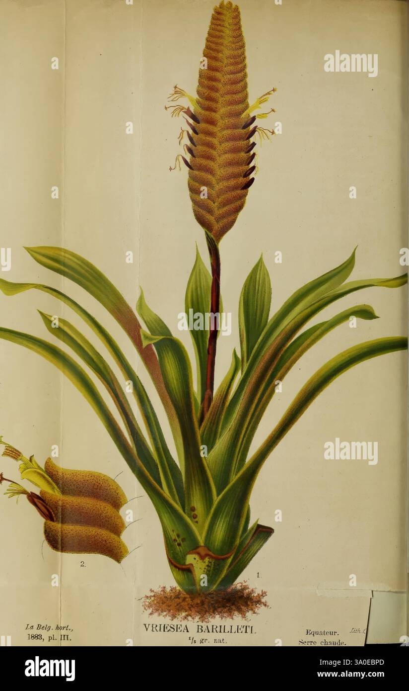 Vriesea barilletti hi-res stock photography and images - Alamy