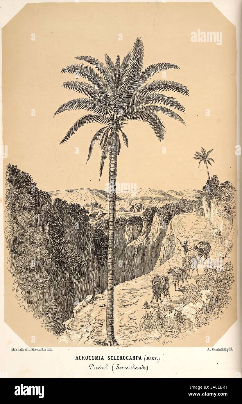 Palm trees dotting hi-res stock photography and images - Alamy