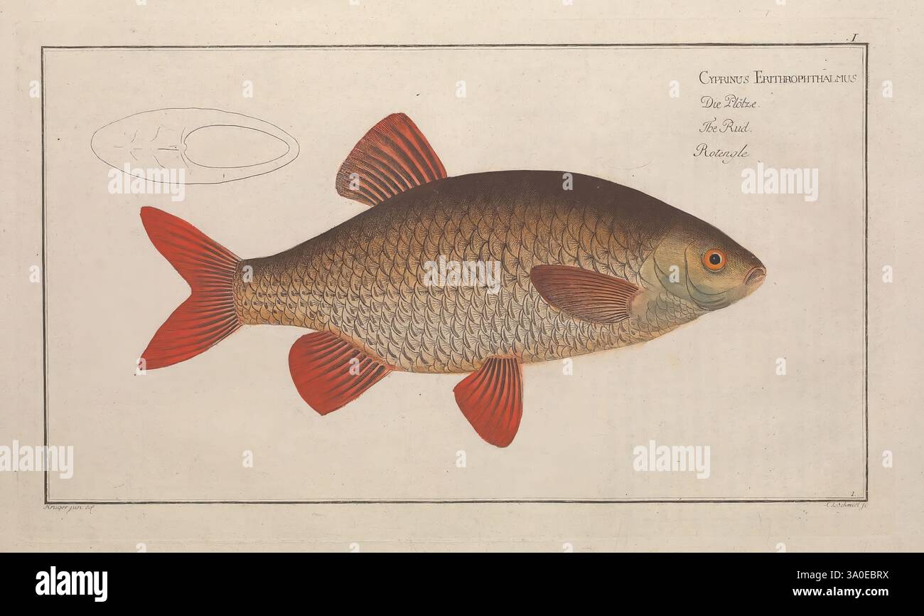 Fishs body shape hi-res stock photography and images - Alamy