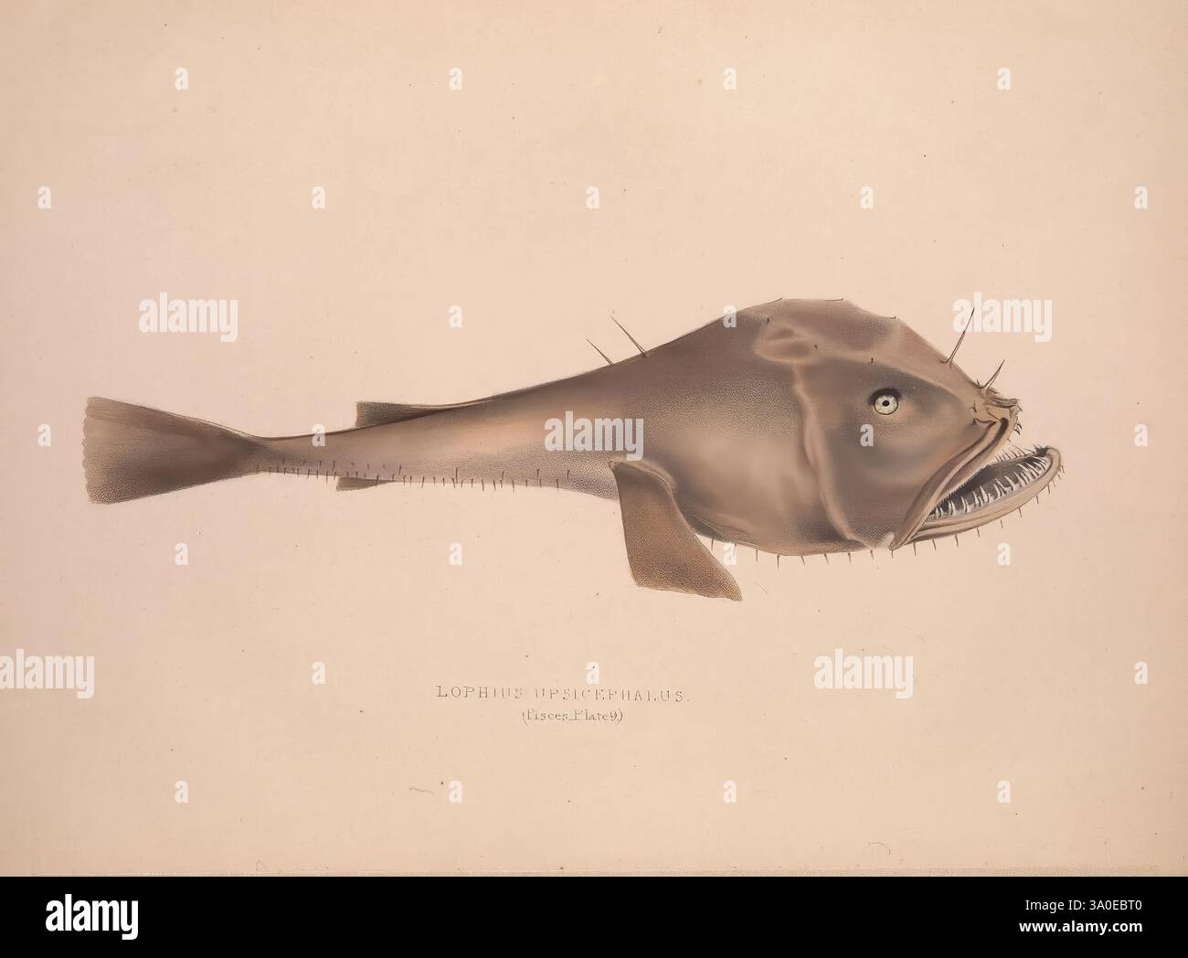 Illustrations of the Zoology of South Africa London Smith Elder and Co ...