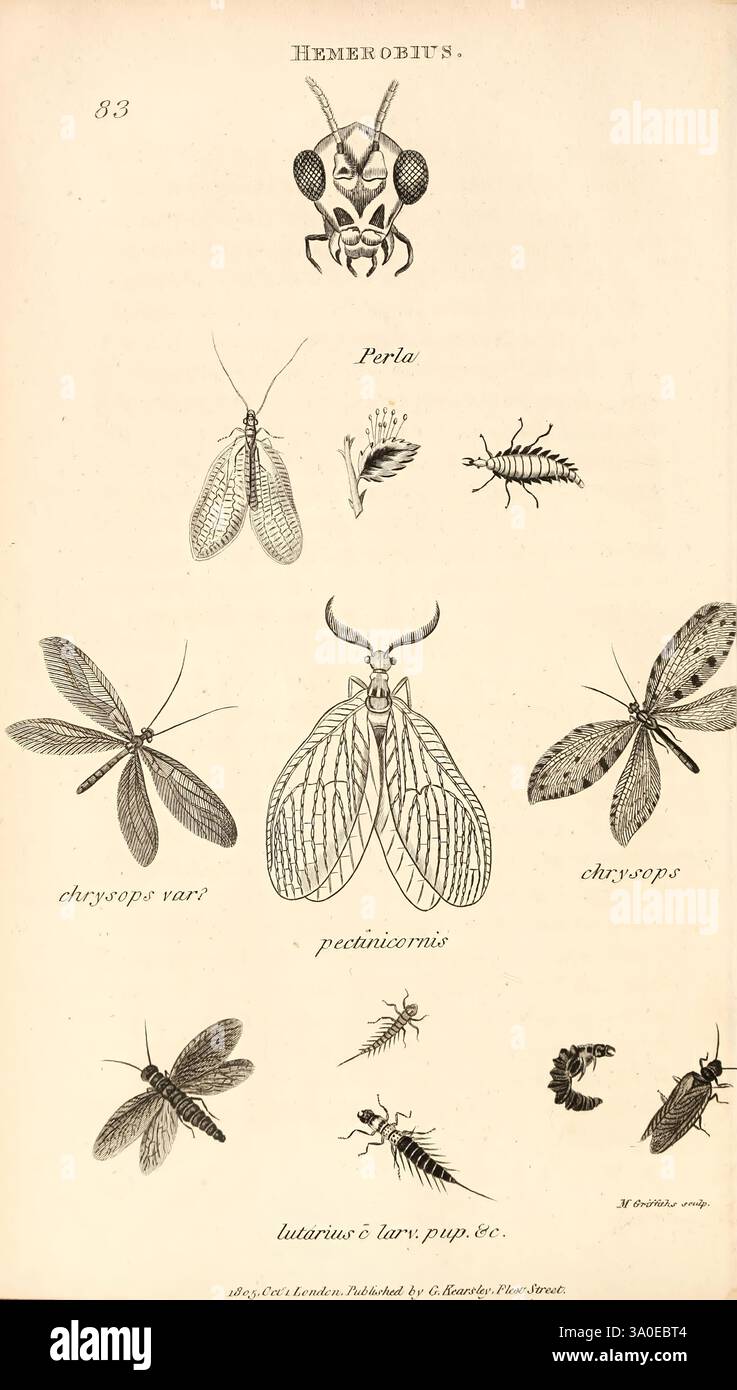 Two distinct species of mayflies hi-res stock photography and images ...
