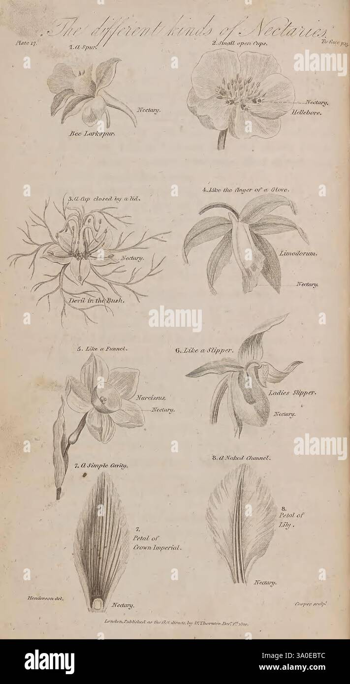 Features detailed drawings of different flowers hi-res stock ...